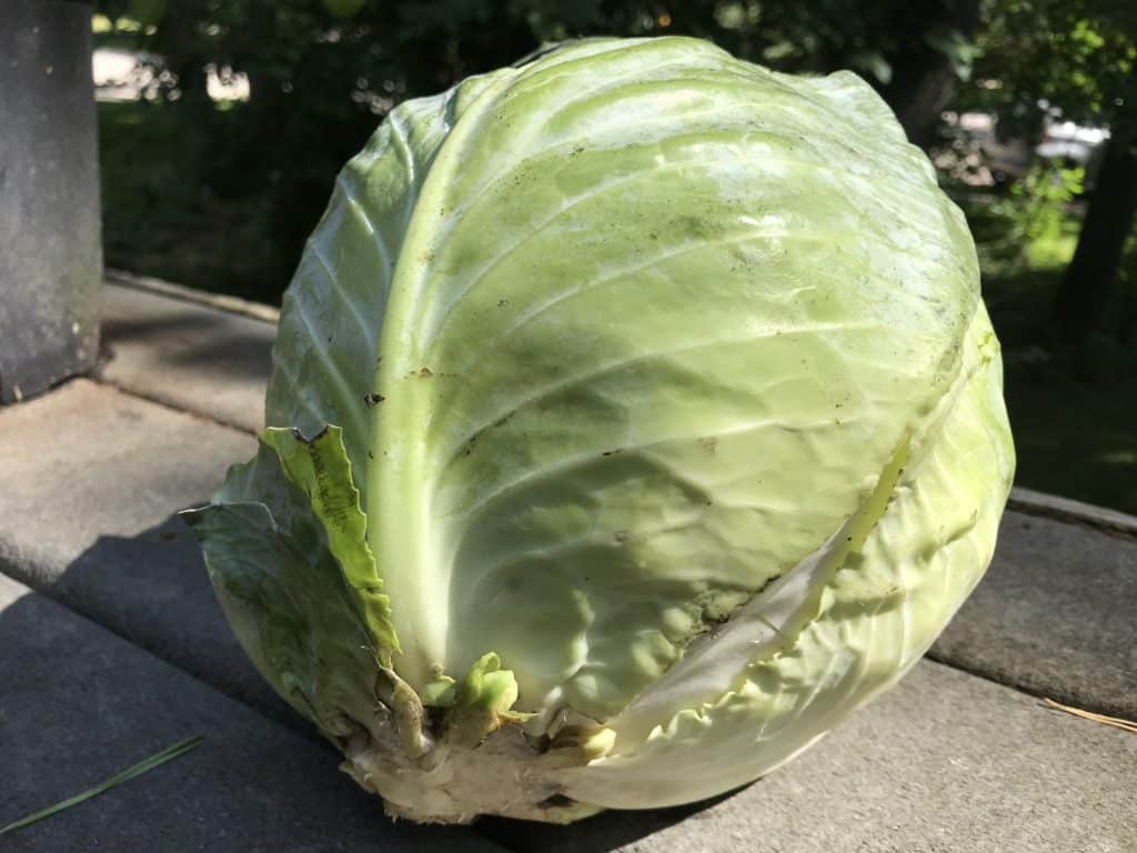 Stuffed Cabbage Rolls - Polish Golumpki - fuutii.com